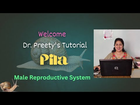 Pila-Male Reproductive System @Dr.Preety_Tomar - YouTube