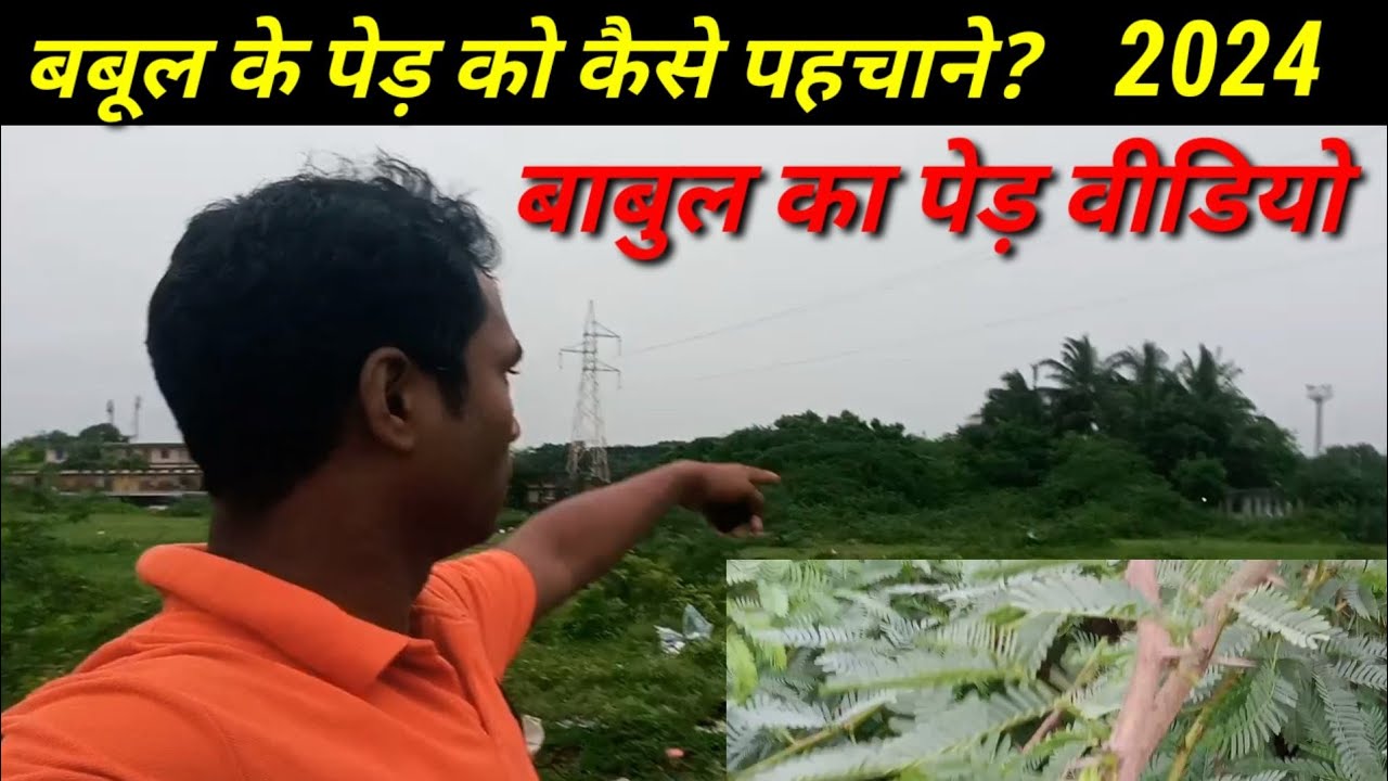 बबूल के पेड़ को कैसे पहचाने? Babool ka Ped//How To identify a Babul ...