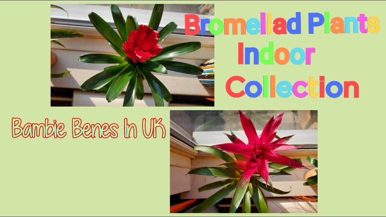 Bromeliads Guzmania Collarway's Nursery And Vriesea Christiane/Flower ...
