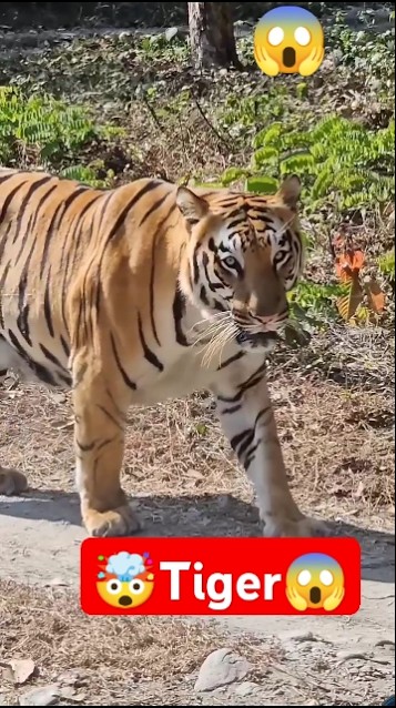 😱Tiger seen everyone😱 #tiger #animals #wildlife #zoo #lion - YouTube