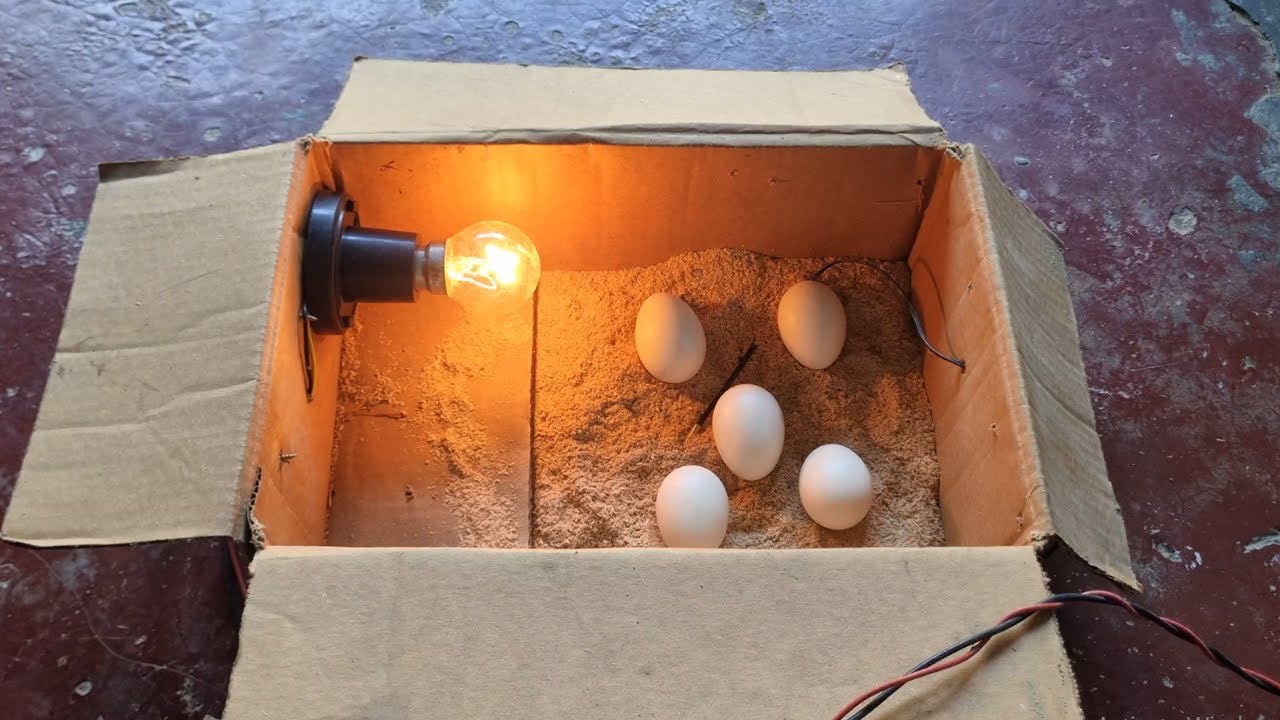 How to make a home incubator at home from a paper - YouTube