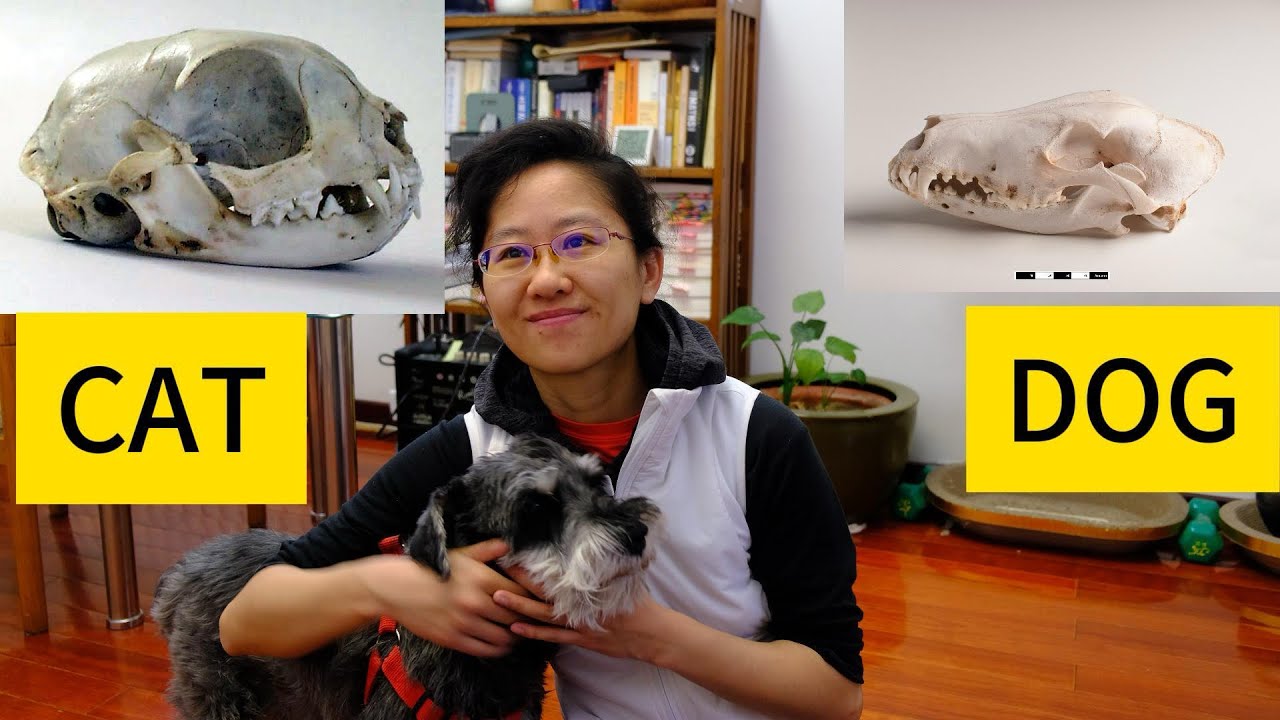 Why cats look all cute same in faces? 🦖😆 - YouTube