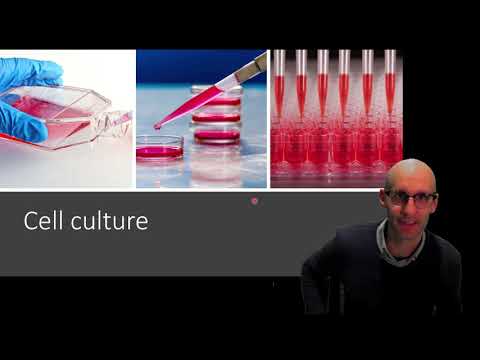 What is cell culture and how does it work?