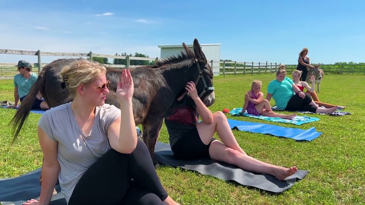 Downward dog meets curious donkey in yoga class - YouTube
