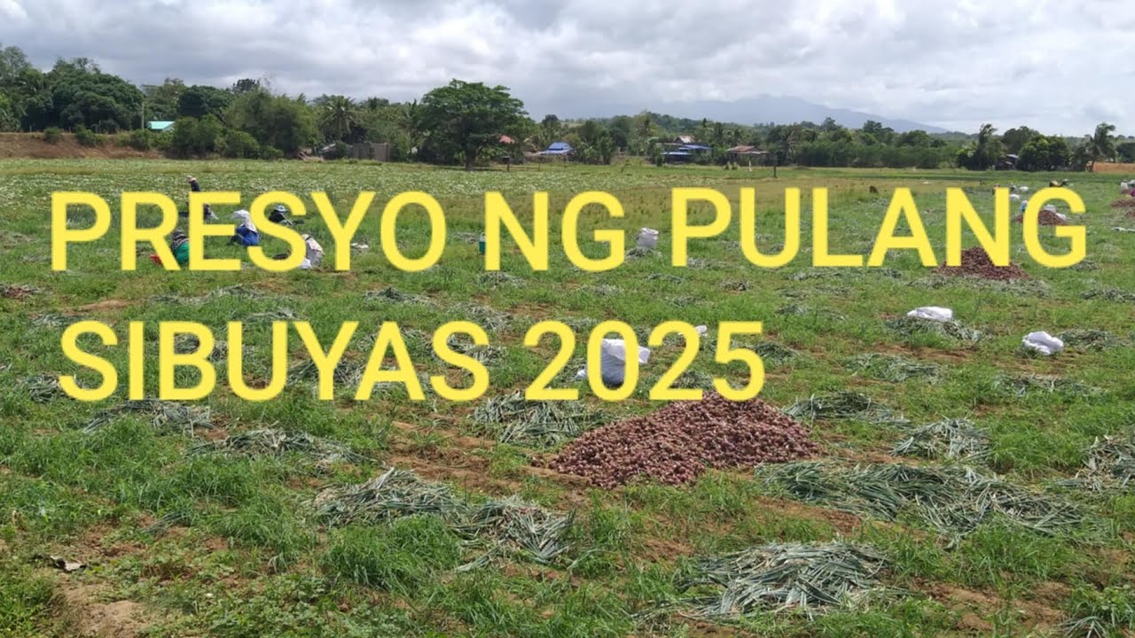 PRESYO NG PULANG SIBUYAS 2025 UPDATE - YouTube