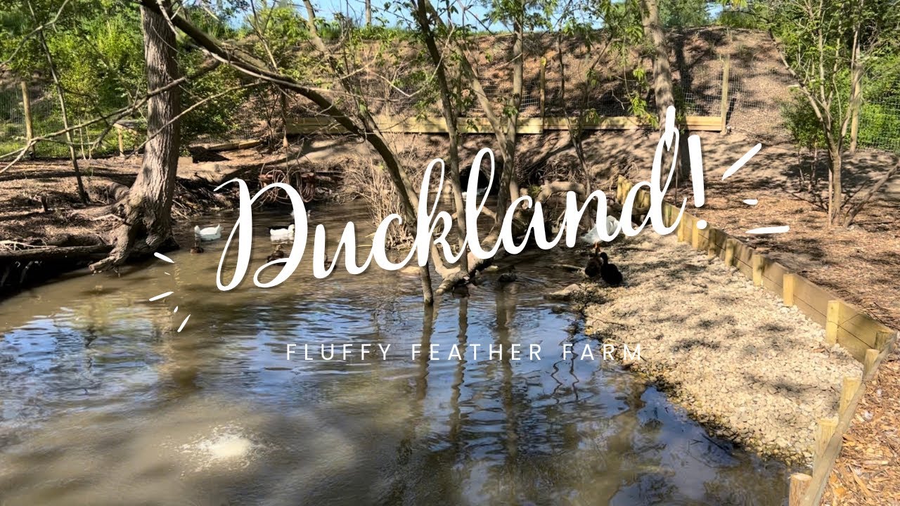 Duckland - Fluffy Feather Farm - YouTube