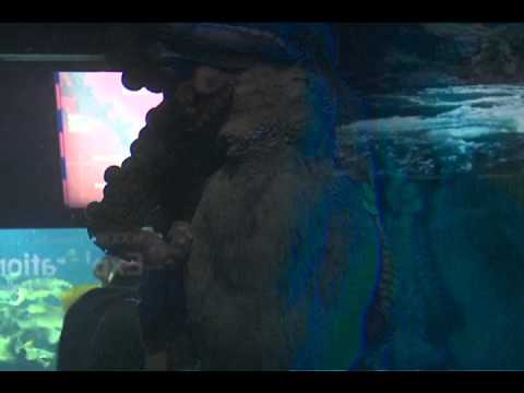 Pregnant Octopus - YouTube