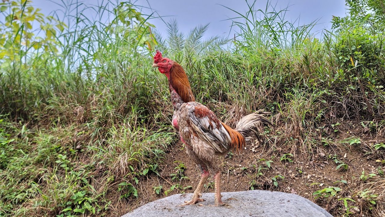 เจ้าซัมซุง Sothep. - YouTube