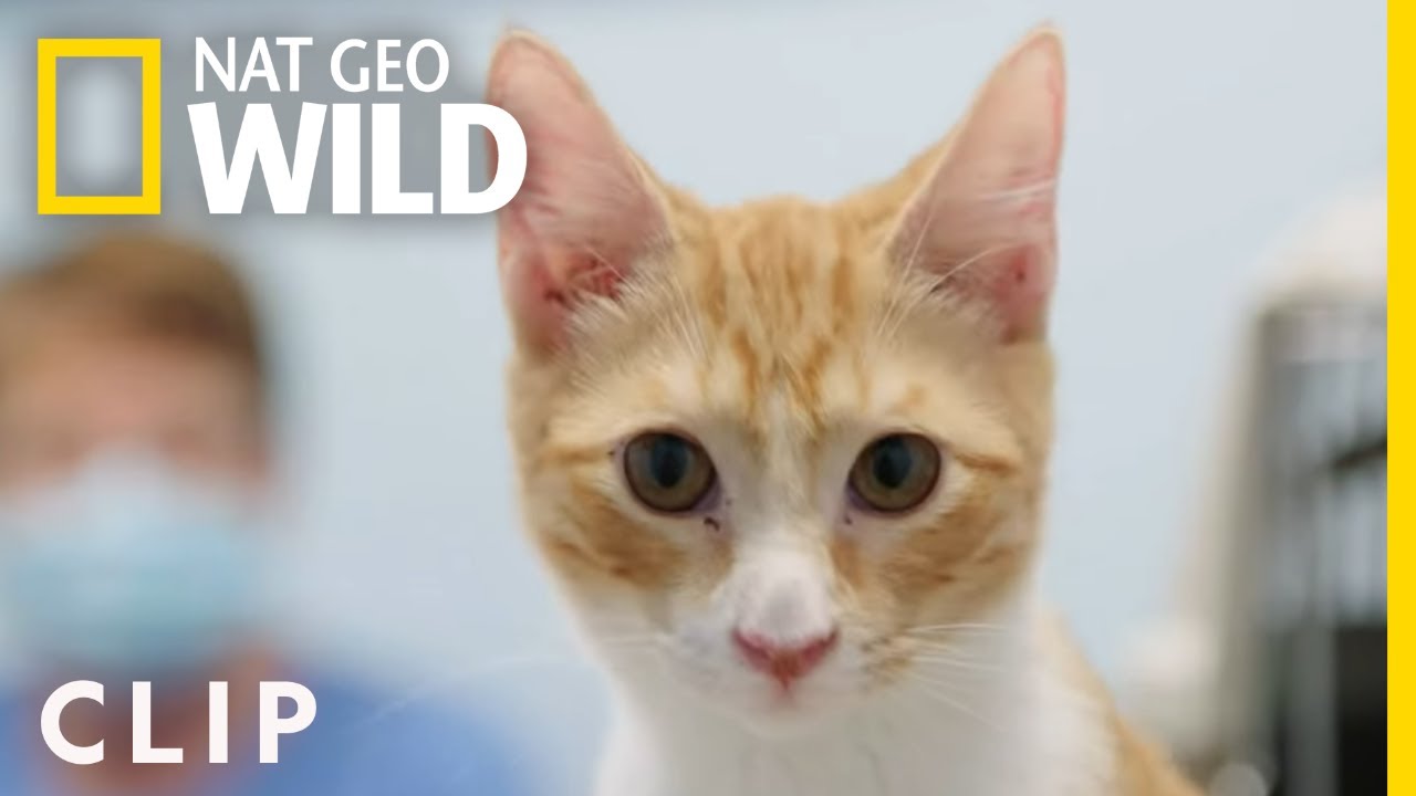 Charlie the Cat Has A Cold | Critter Fixers: Country Vets - YouTube