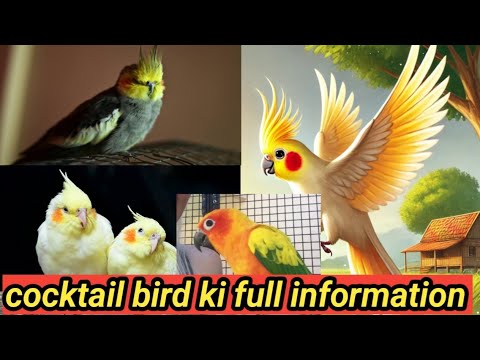 Cocktail bird ki full information breeding progress#coctailbird #birds ...