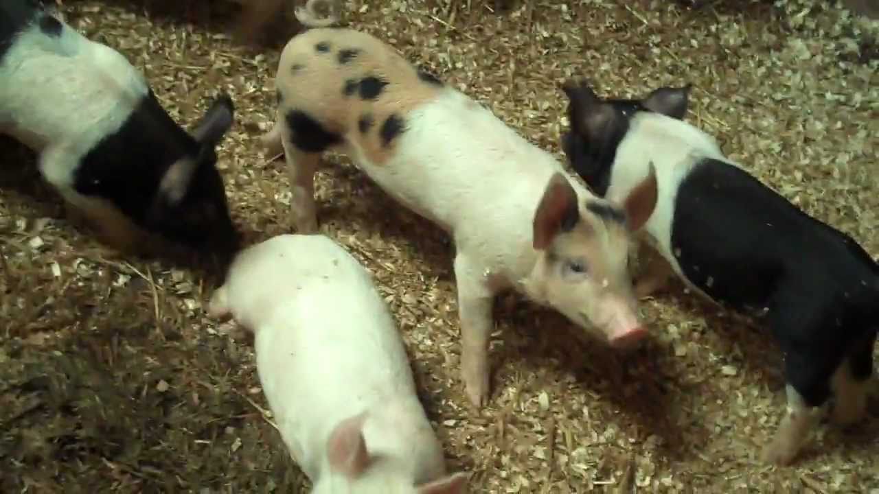 BardoFF '11 - Pigs & Piglets! pt4 - Ginger Pig - YouTube