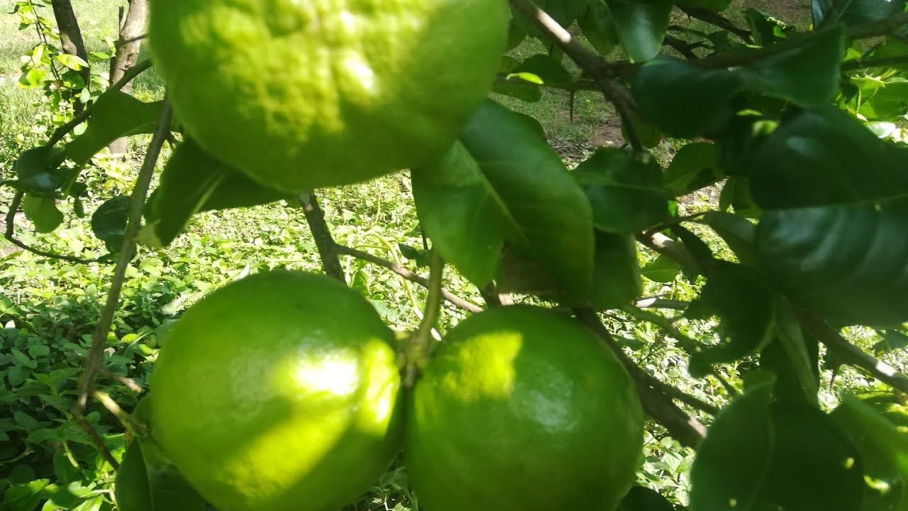 Dabbakaya plant (citron) in my village house garden - YouTube