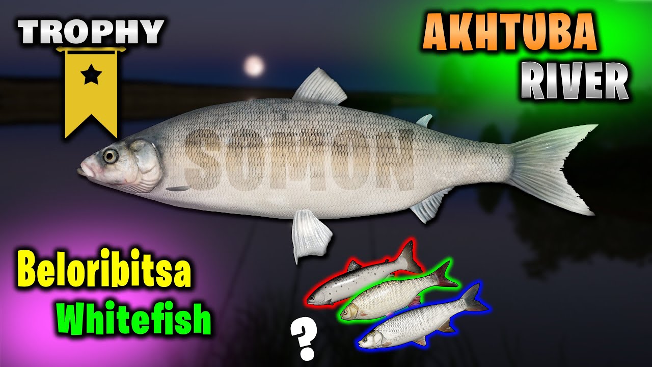 RUSSIAN FISHING 4 - WHITEFISH TROPHY CATCH - SETUP - AKHTUBA RIVER ...