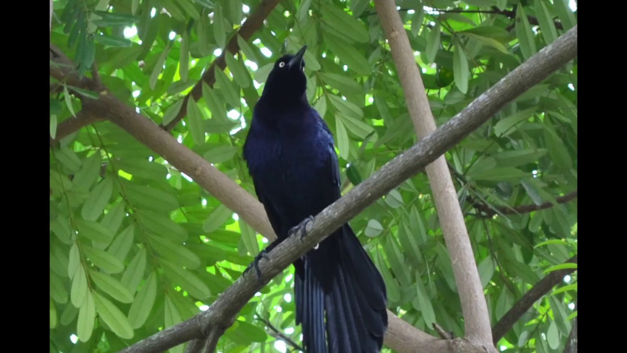 El zanate mexicano, o clarinero, o tordo... (Quiscalus mexicanus) - YouTube