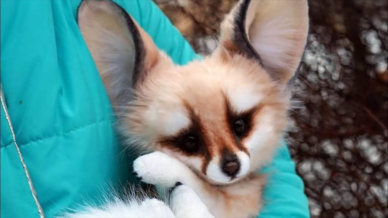 Rarest Exotic Animals You Can Actually Own As Pets - YouTube