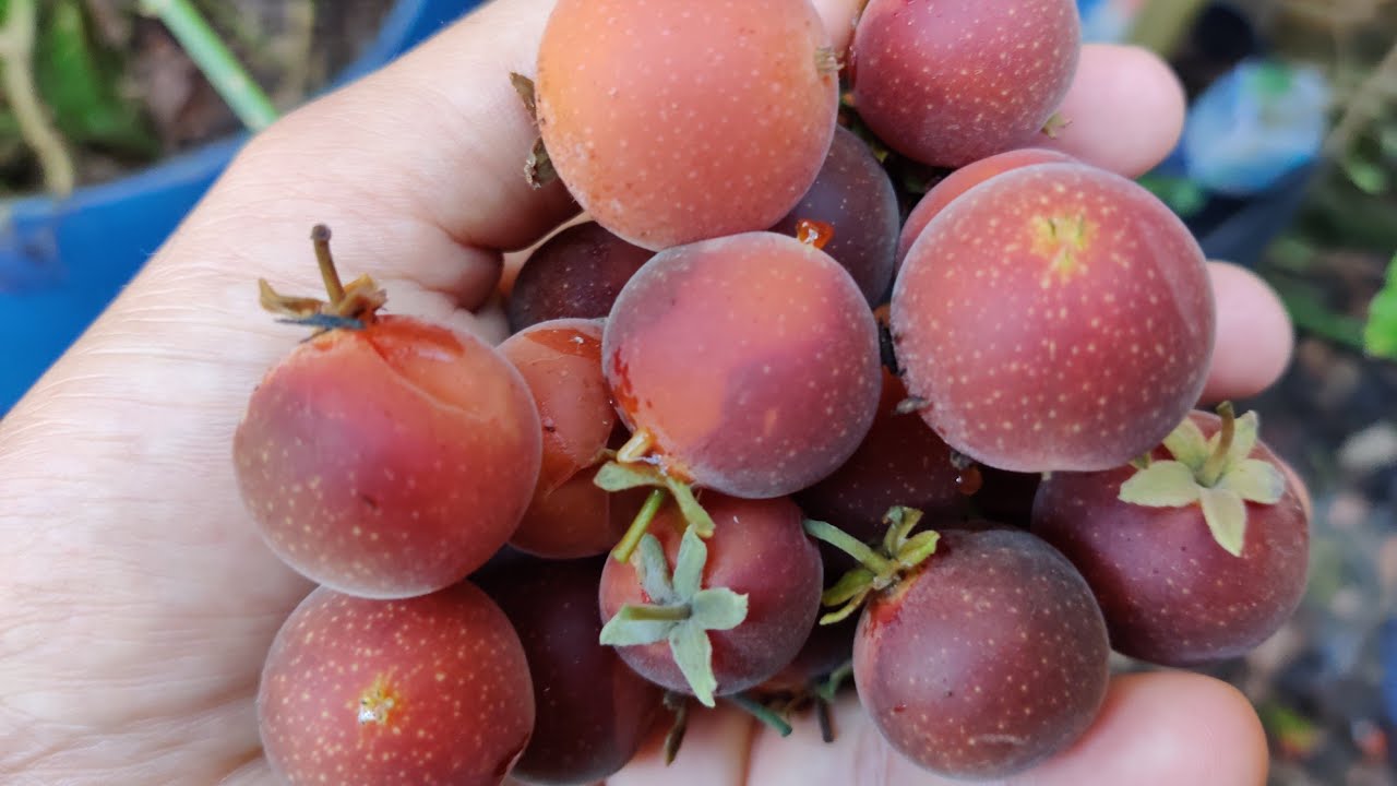 Porque a Dovyalis DOCE é uma das MELHORES frutíferas para Vaso ...