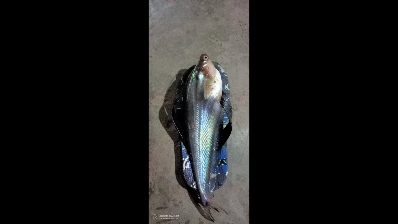 Ikan laisnya selebar lebar sendal jepit - YouTube
