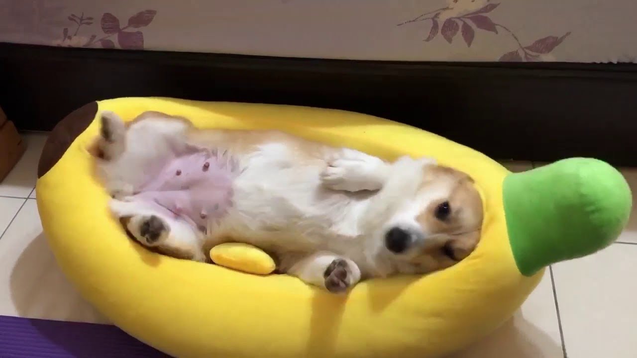 Fruit is the Perfect Fit for Corgi - YouTube