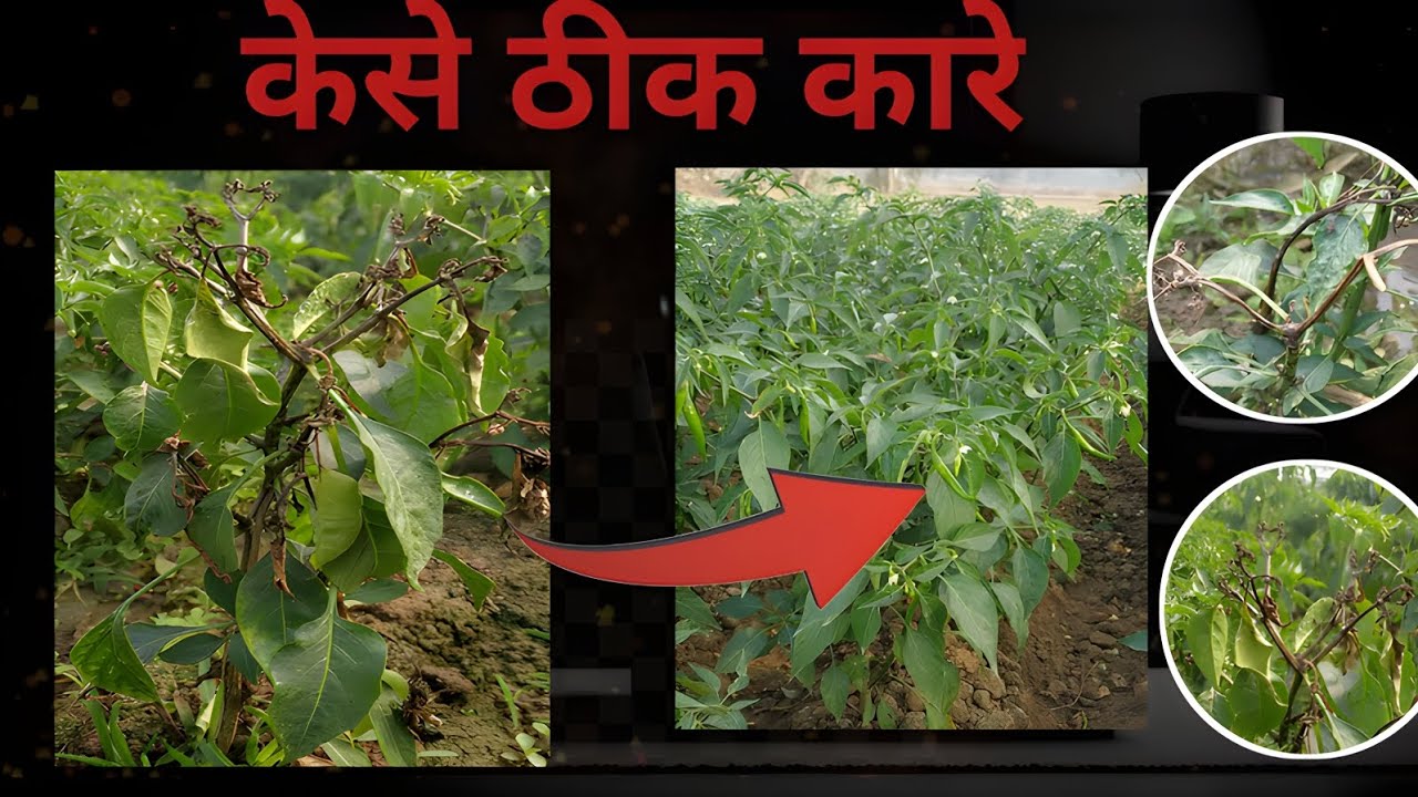 chilli diback deases control | mirchi dieback control | dieback in ...