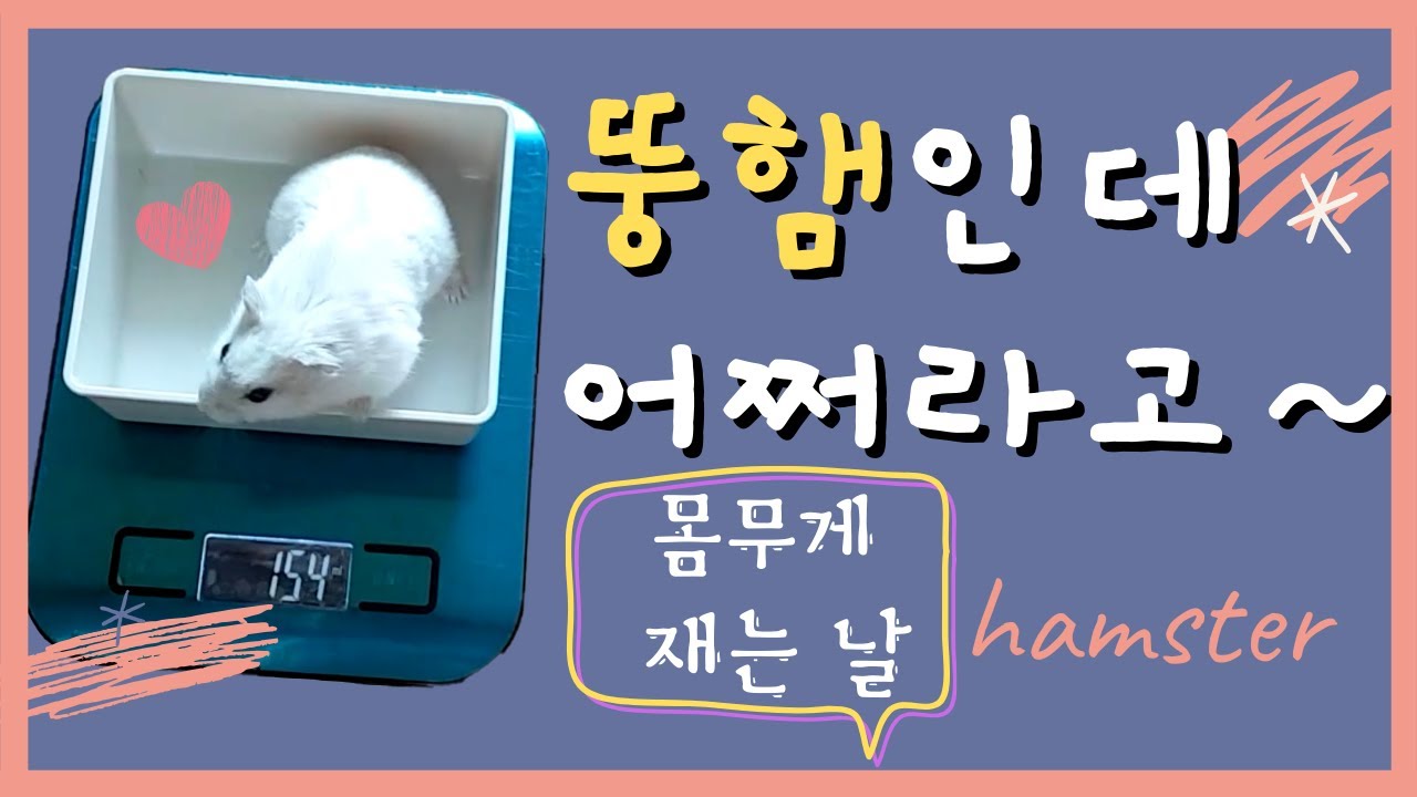 햄스터 몸무게 햄스터 출산 후 몸무게 아기 햄스터 햄스터 키우기 Youtube