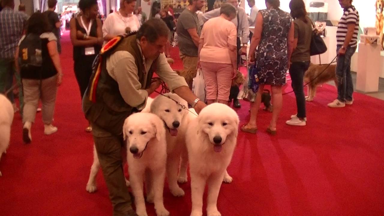 Awesome Maremma Sheepdog in European Dog Show 2016 - YouTube