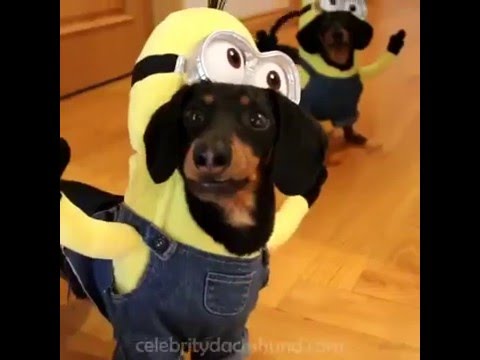 Chiens les Minions - YouTube