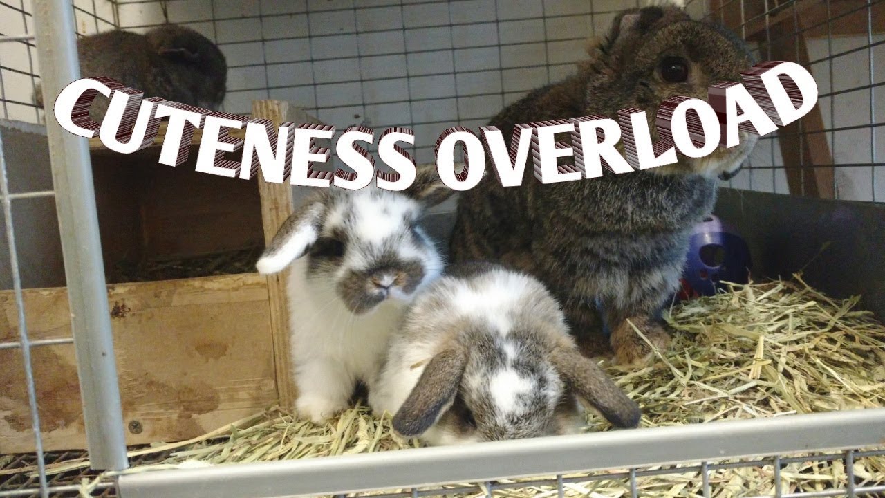 CHUBBY BABY BUNNIES! || Holland Lop Rabbitry Update - YouTube