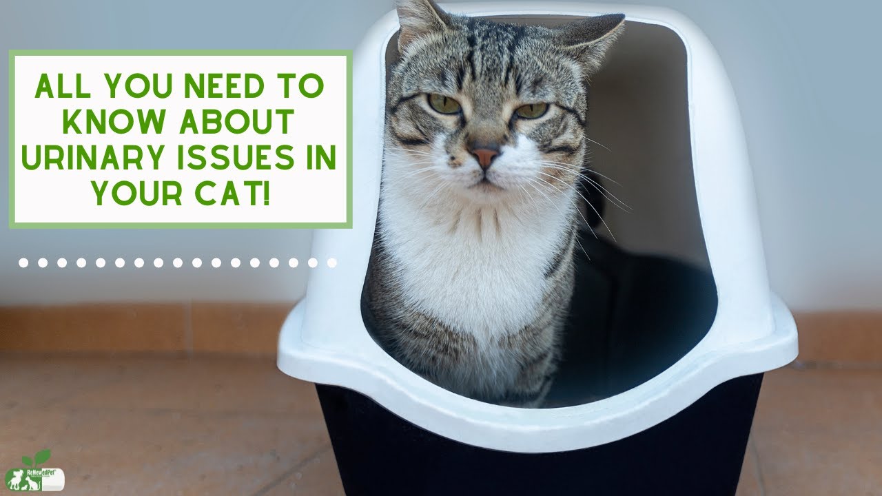 Everything you need to know about URINARY ISSUES in your Cat! - YouTube