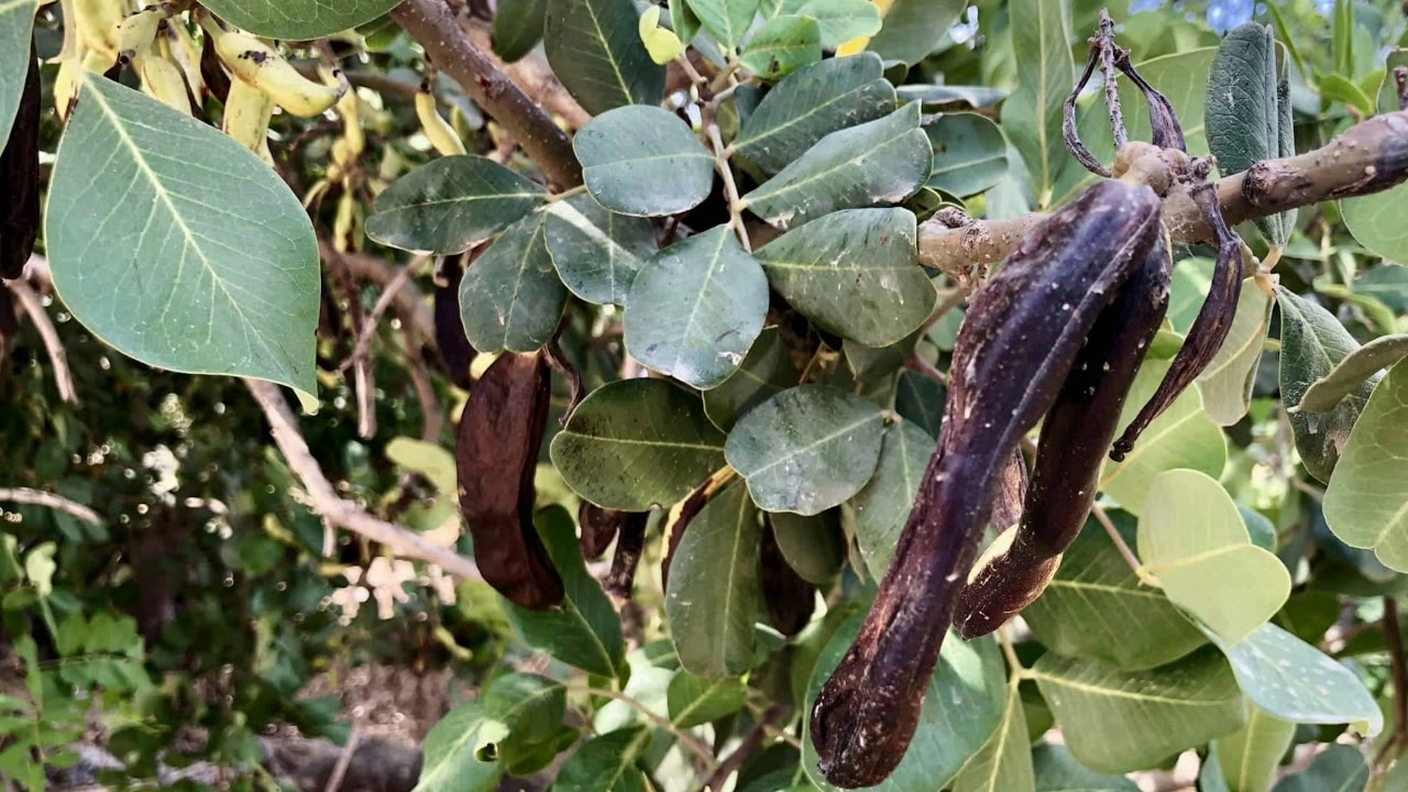 Curiosità sulla carruba - YouTube