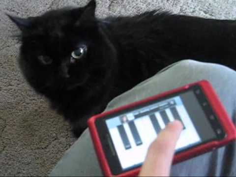 Funny Angry Cat attacks cell phone meow piano app - YouTube