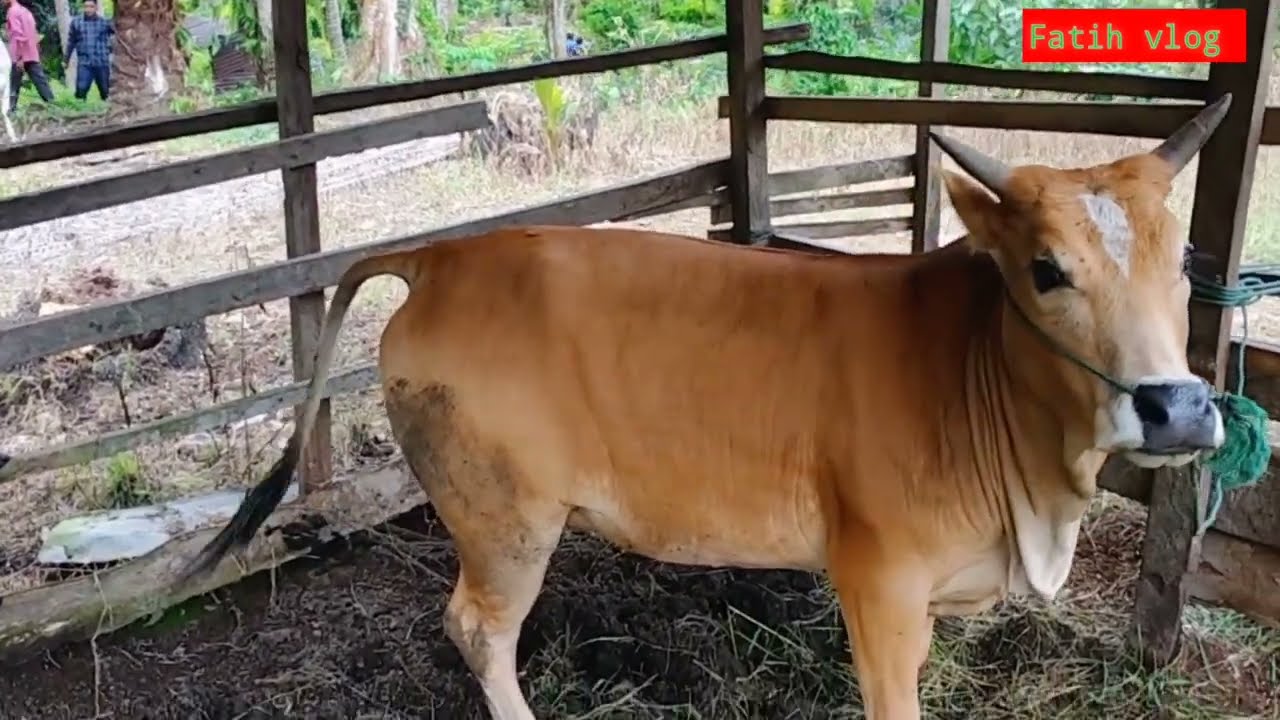 begini tahap awal, ciri ciri Sapi dara memasuki masa birahi!!. - YouTube