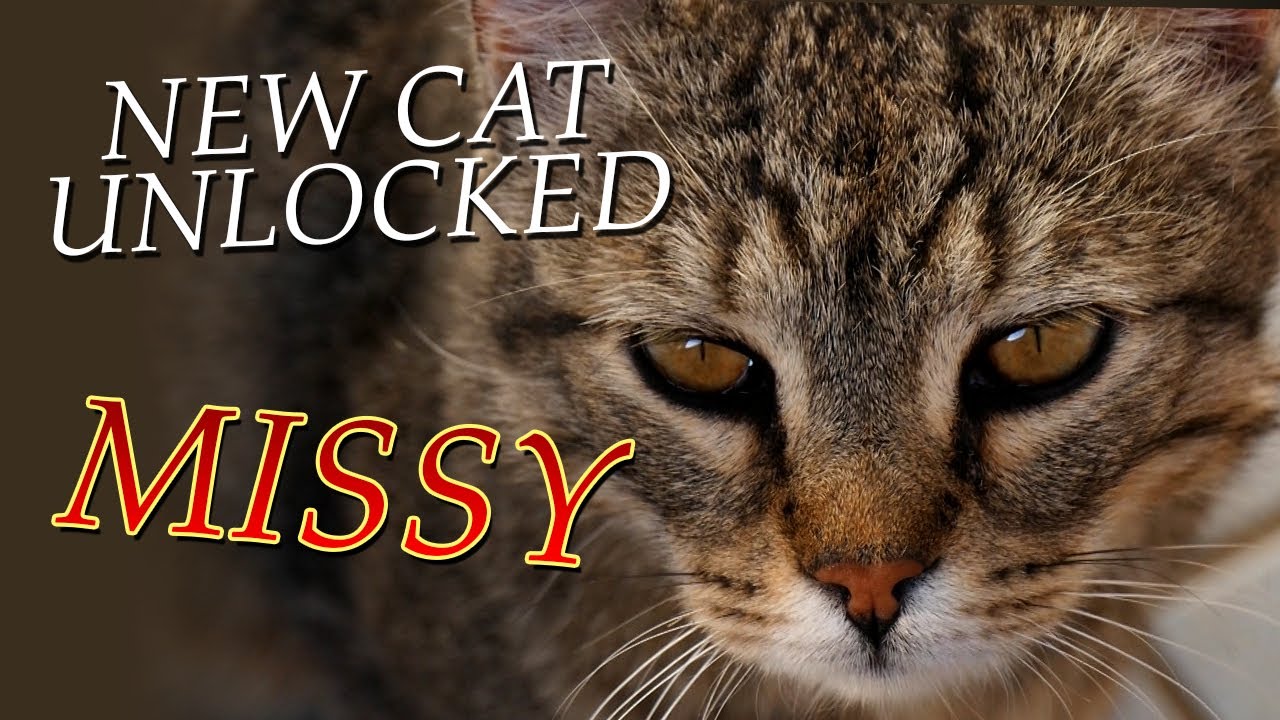 New Cat Unlocked! Missy! | Cat Tales - YouTube