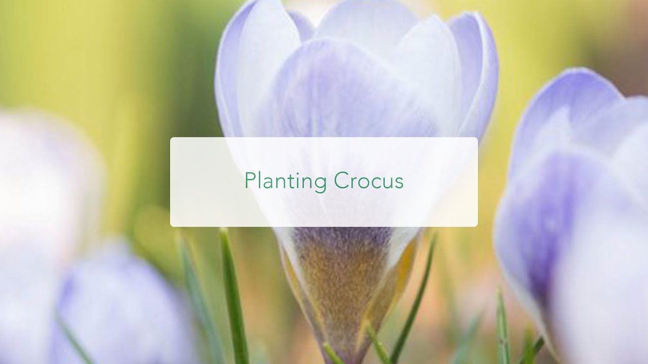 Planting crocus corms in autumn. - YouTube