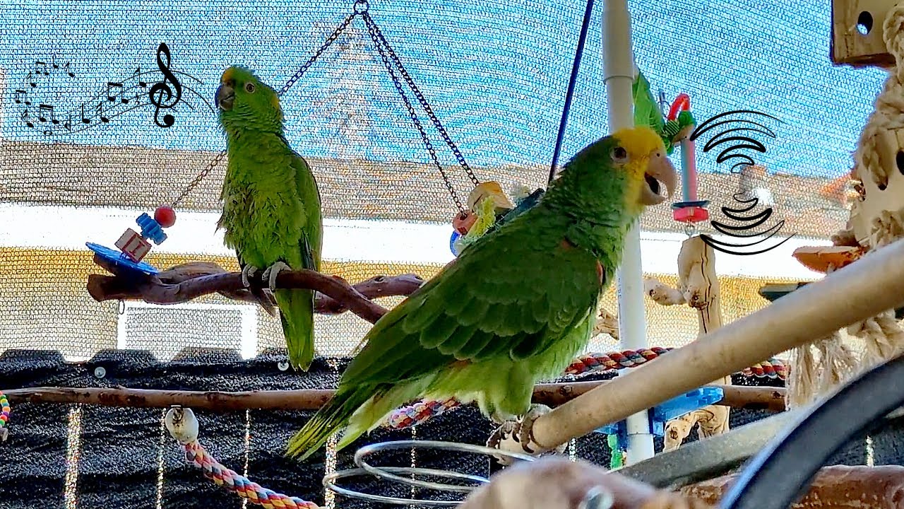 Amazon parrots talking and singing while hanging out in the sun drying ...
