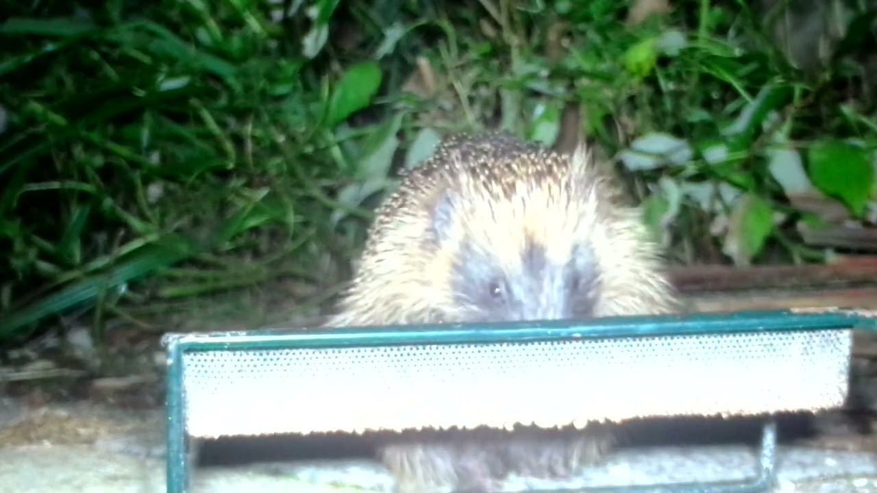 Hedgehog toes of joy - YouTube
