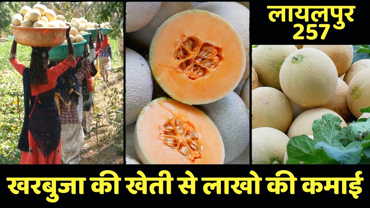 लायलपूर 257 खरबुजा की खेती से लाखो की कमाई,खरबूज बीज,Muskmelon Farming ...