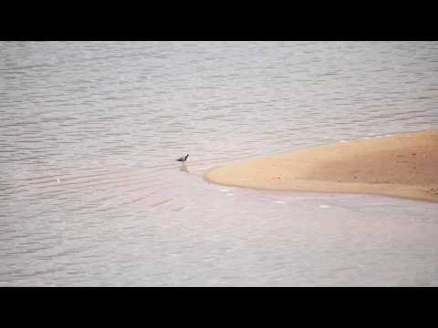 Terek Sandpiper on the cooling pond of Chornobyl Nuclear Plant.