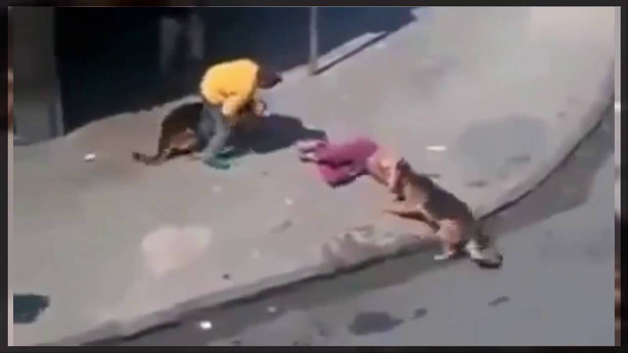 Live Footage Real Karma After Throw Stone Into Dog - YouTube