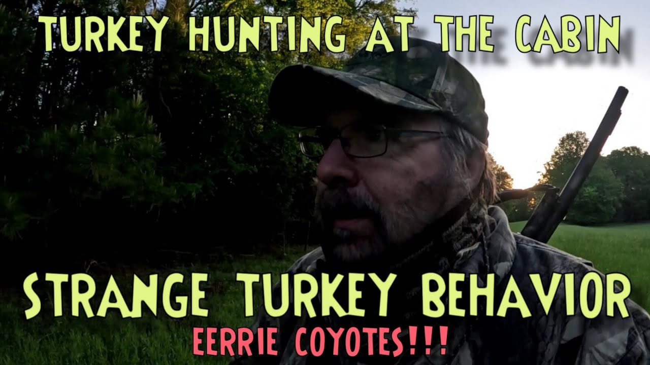 Strange Turkey Behavior, Eerie Coyotes, and a Cozy Warm Cabin - YouTube