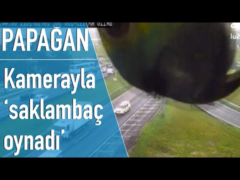 Papağan, güvenlik kamerasıyla 'saklambaç oynadı'