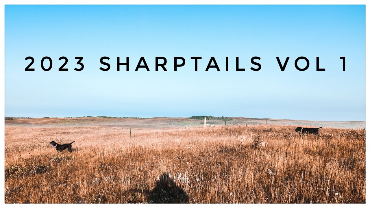 Sharptail Hunting - 2023 - Vol 1 - YouTube