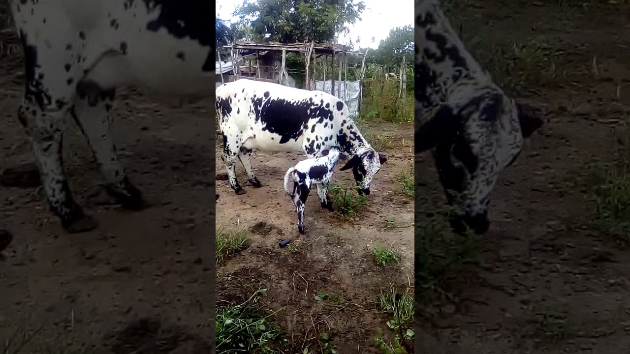 Vaca mimosa - YouTube