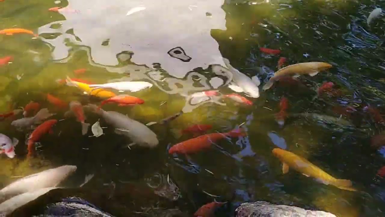 Super cute fish in our pond. - YouTube