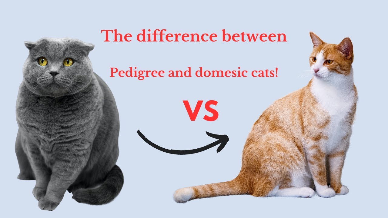 Exploring Contrasts: Domestic Cats vs. Pedigree Cats - Unveiling the ...