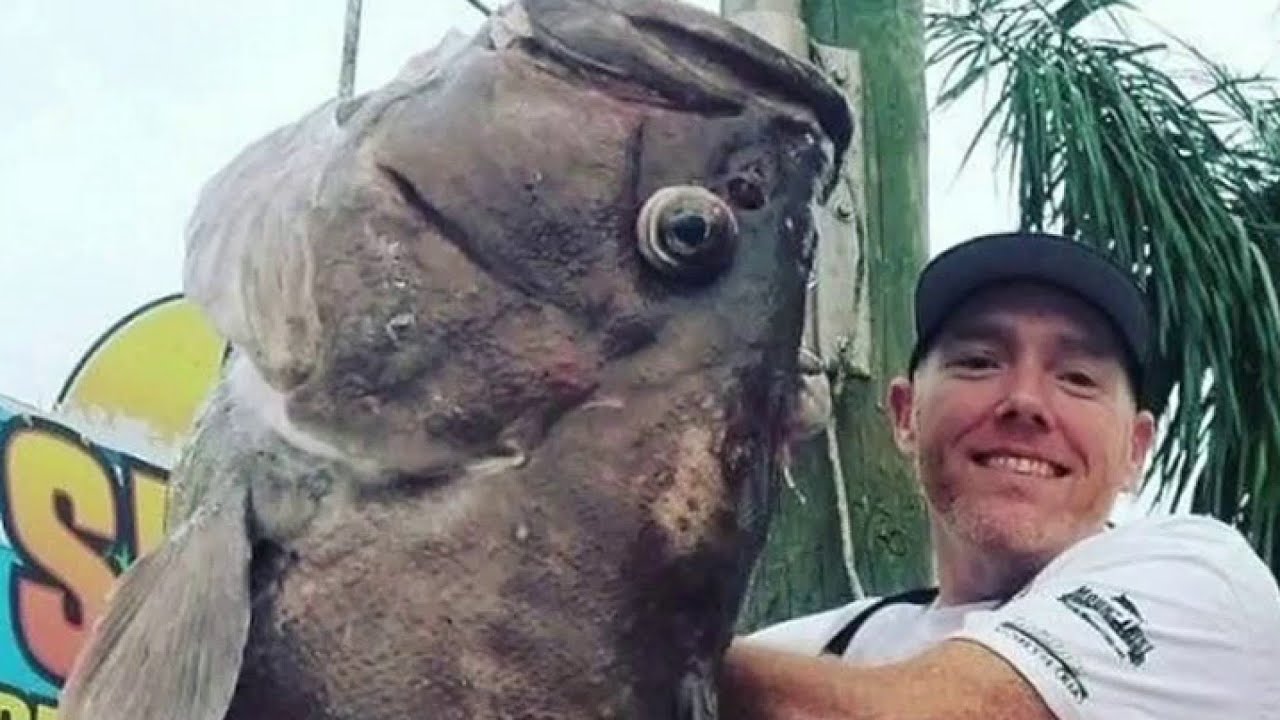 Big catch: Man reels in 98-pound grouper at Port Canaveral - YouTube