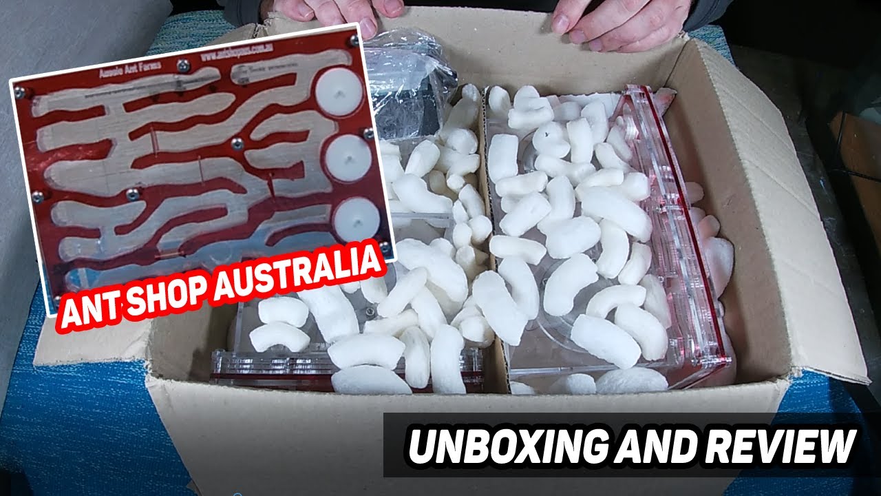 Ant Shop Australia Nests Review - YouTube