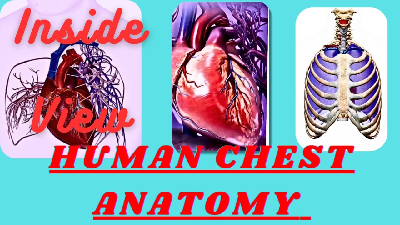 The #human #chest anatomy || Heart, Lungs & More: A Look Inside the ...