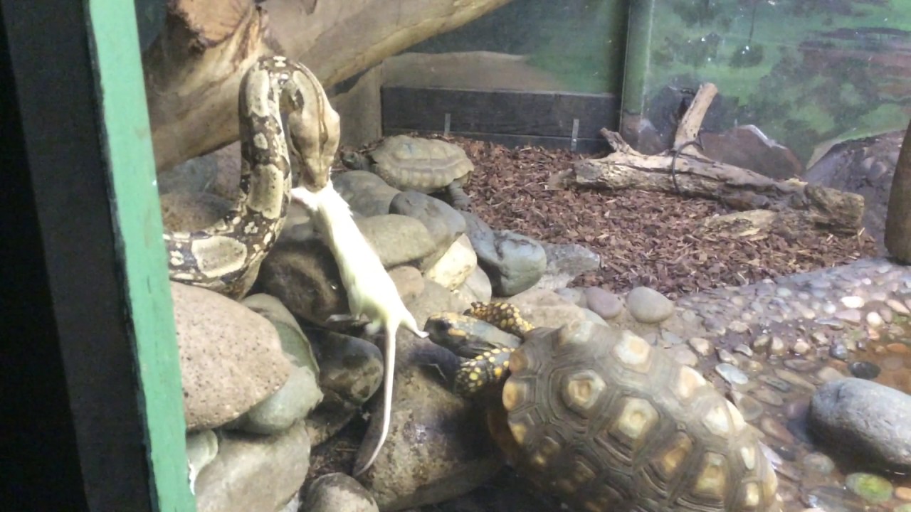 Snake vs. Tortoise. - YouTube