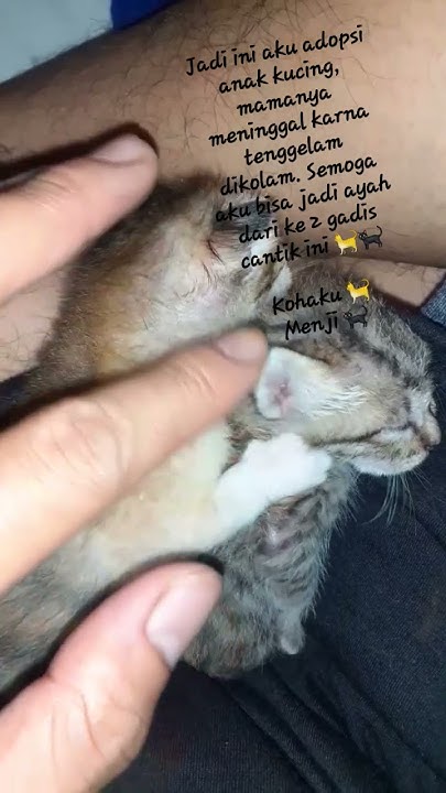 Kohaku & Menji - YouTube