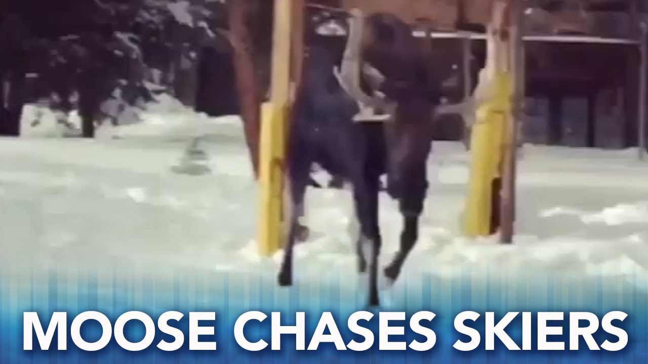 WOAH! Moose chases after snowboarders in Colorado - YouTube